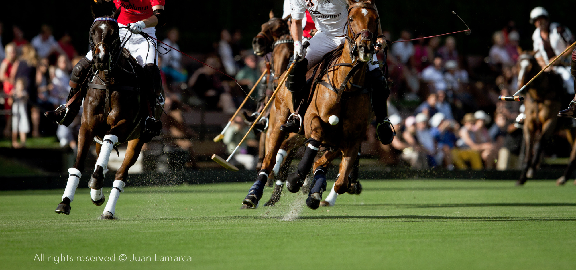 POLO EQUIPMENT | TATO'S MALLETS
